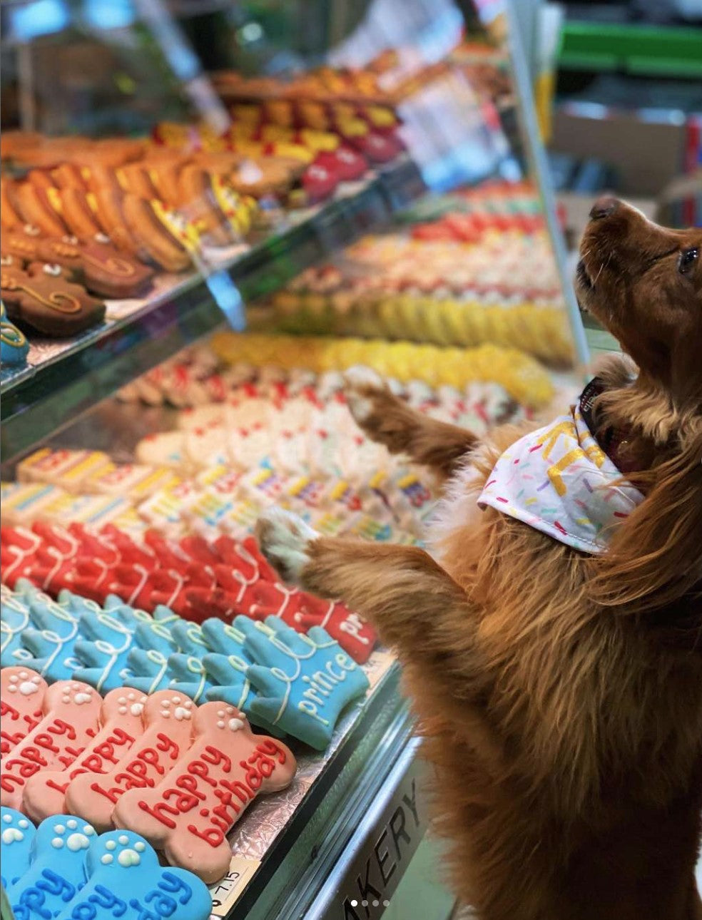 Ingredients - Bosco and Roxy's Inc.